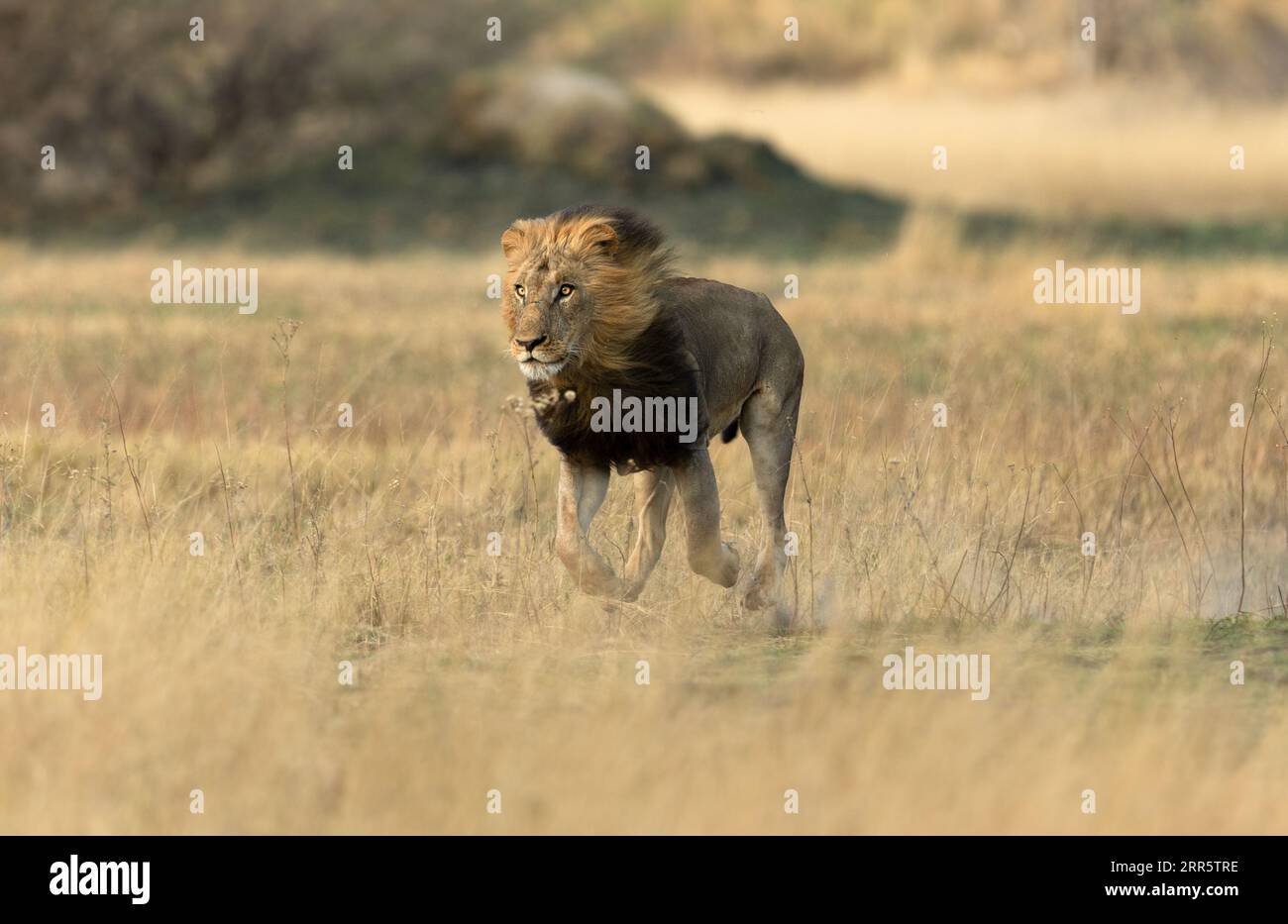 A male lion runs across open savannah as it hunts antelope in the ...