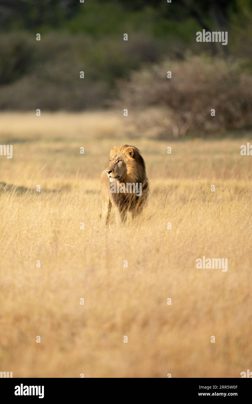 A male lion with thick mane surveys the open savannah in the Kanana ...