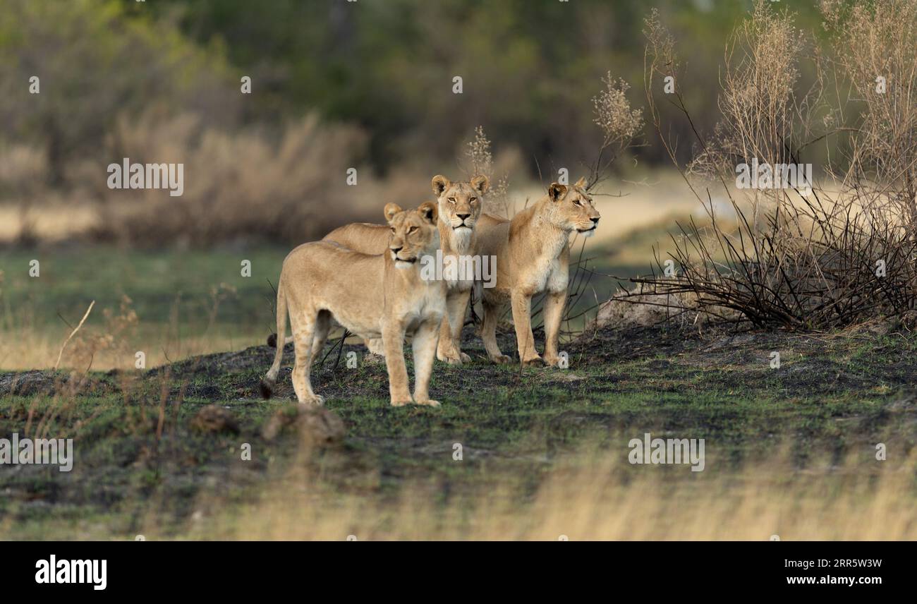 Three lionesses survey the open savannah on a hunting mission in the ...