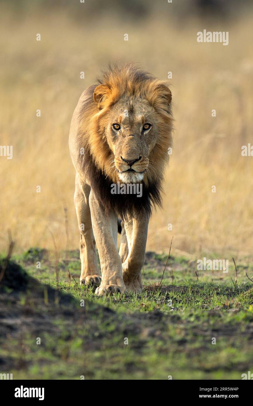 A strong male lion walks through open savannah in the Okavango Delta ...