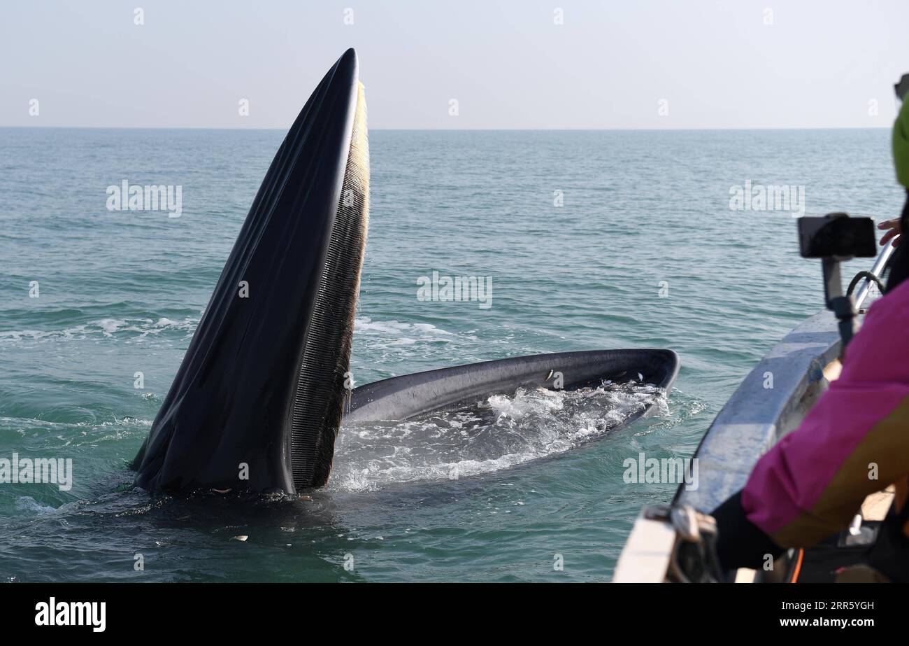 210119 -- BEIHAI, Jan. 19, 2021 -- A Bryde s whale approaches the ...