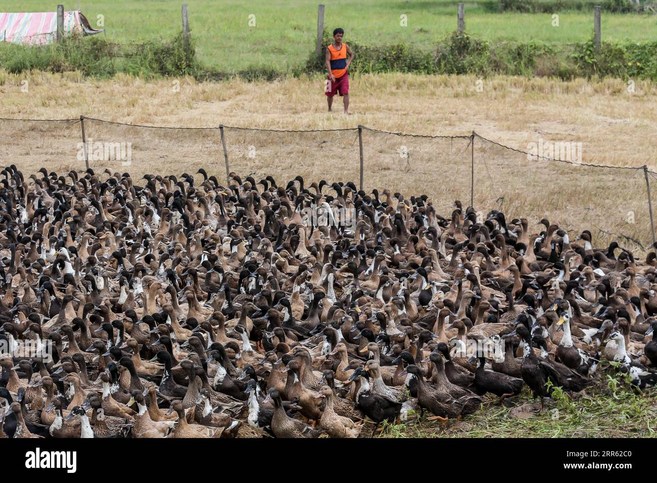 210122 -- BULACAN, Jan. 22, 2021 -- A farmer watches his ducks at a ...