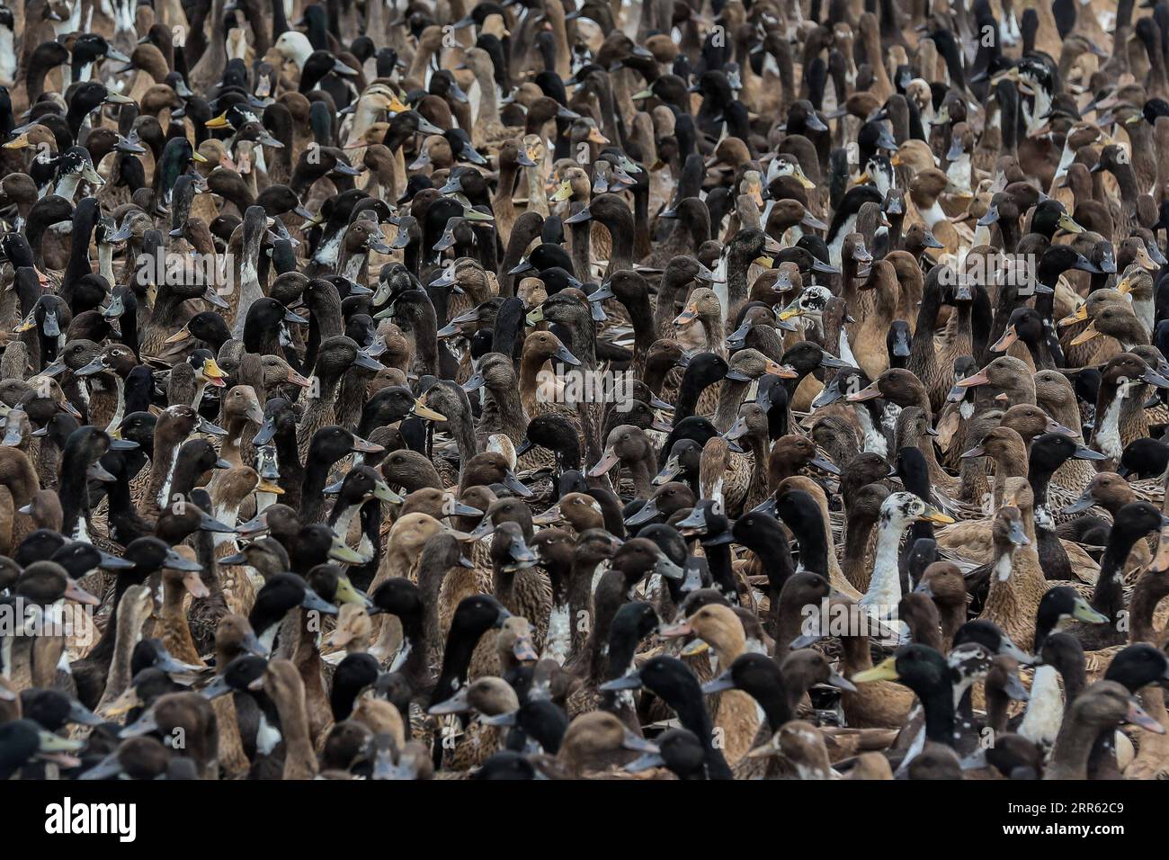 210122 -- BULACAN, Jan. 22, 2021 -- Ducks are seen at a poultry farm in ...