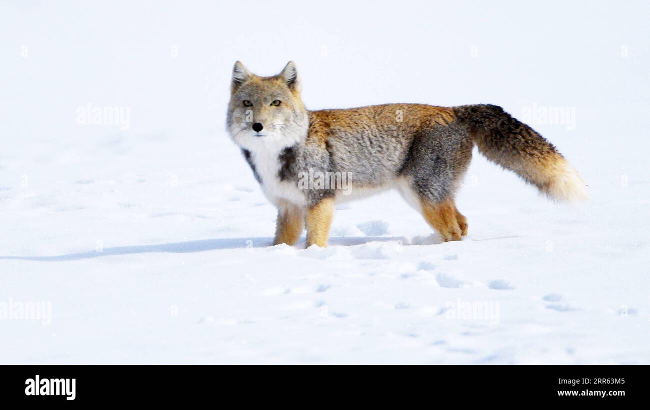 Tibetan fox hi-res stock photography and images - Alamy