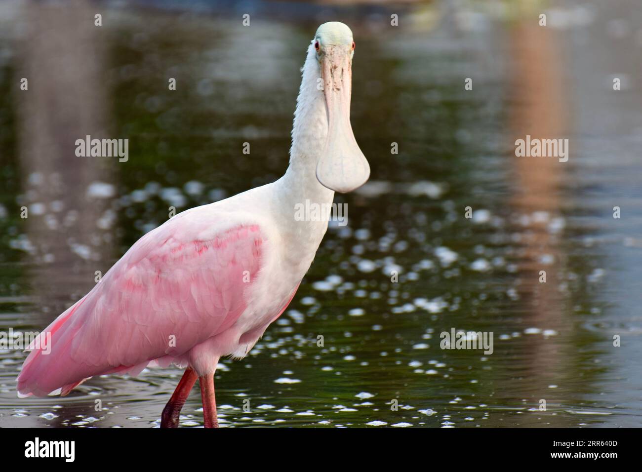 A lone Roseate Spoonbill (Platalea ajaja) facing the camera and wading ...