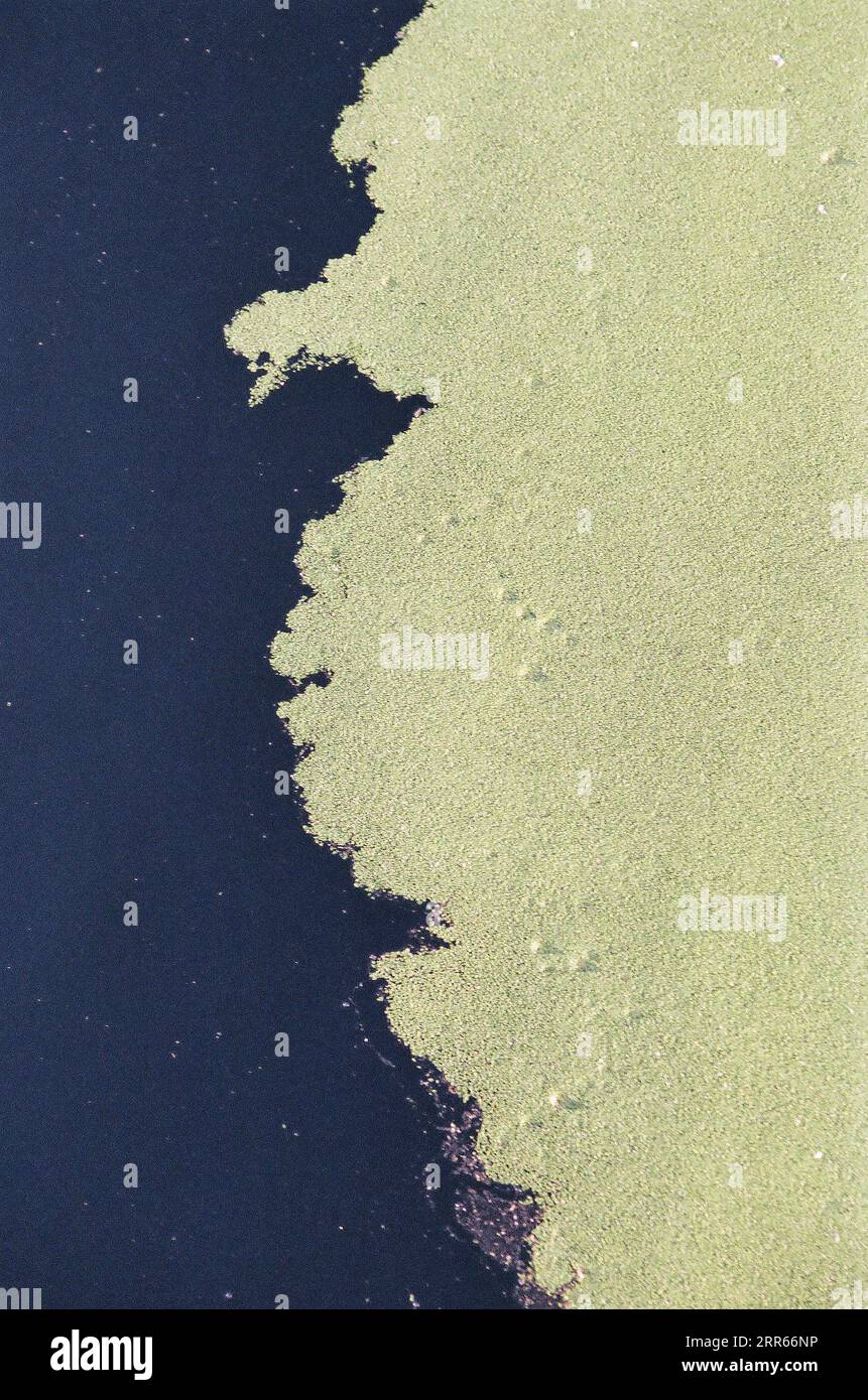 High angle view of green algae on pond with texture Stock Photo - Alamy