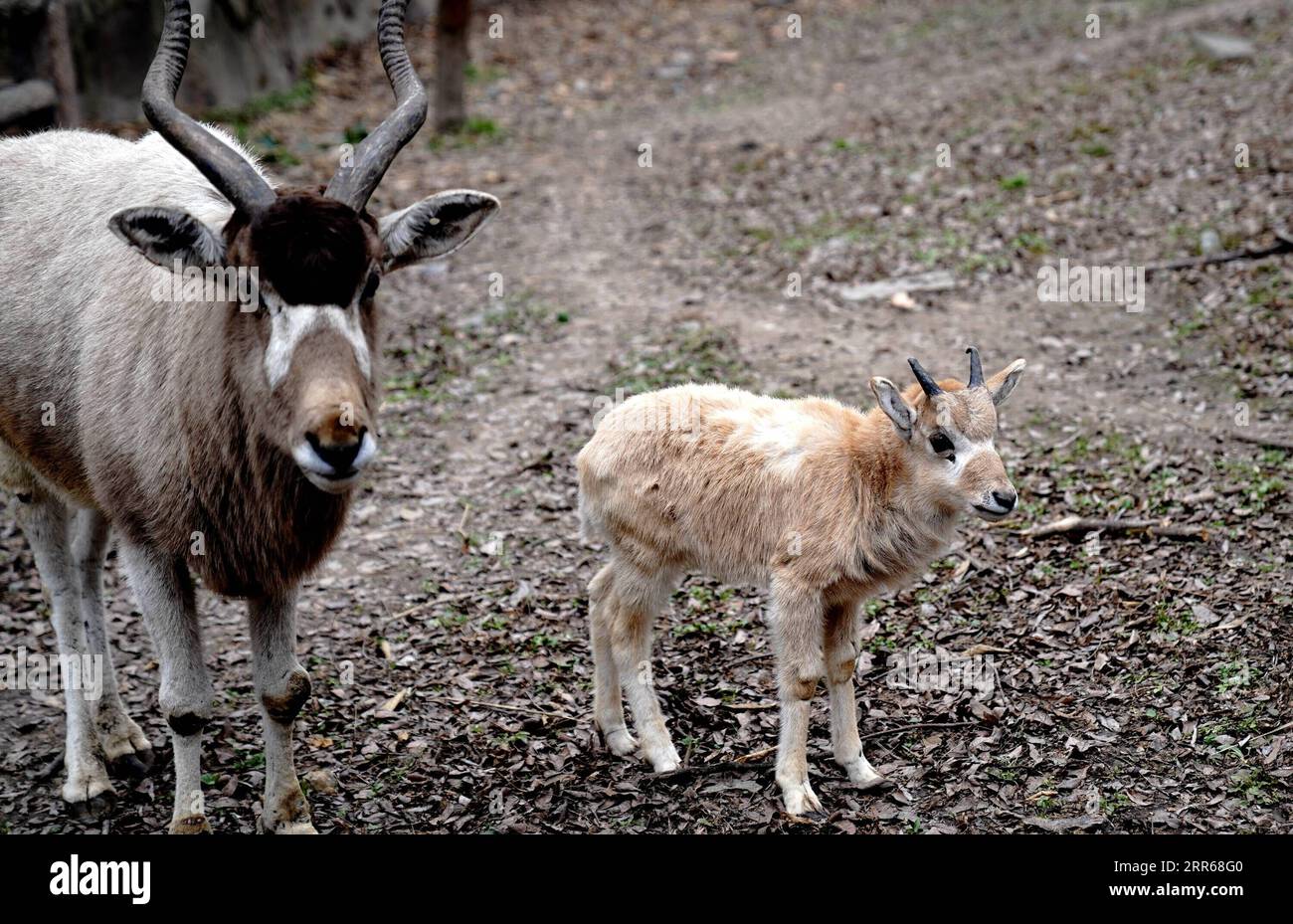 210201 -- SHANGHAI, Feb. 1, 2021 -- An addax addax nasomaculatus cub R ...