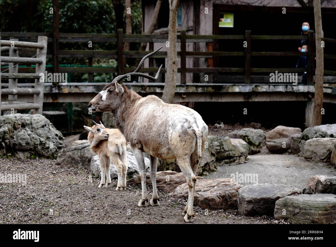 210201 -- SHANGHAI, Feb. 1, 2021 -- An addax addax nasomaculatus cub L ...