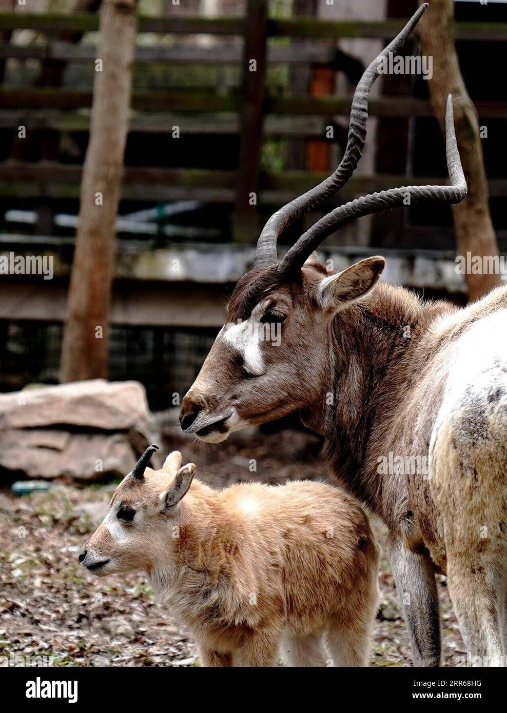 210201 -- SHANGHAI, Feb. 1, 2021 -- An addax addax nasomaculatus cub L ...