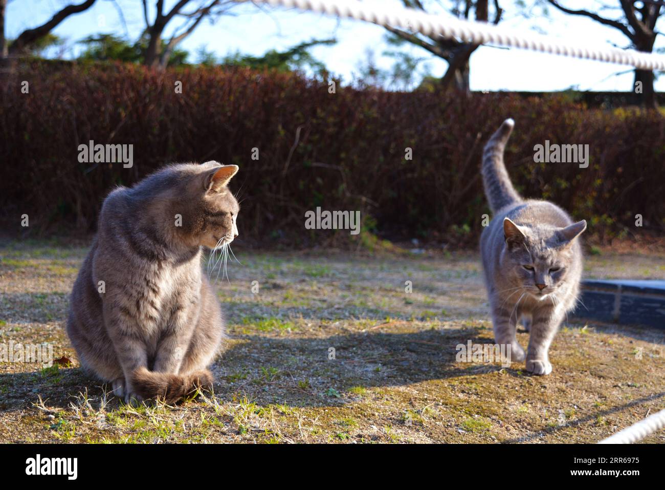 Cats Chilling in Himeji Castle Stock Photo - Alamy