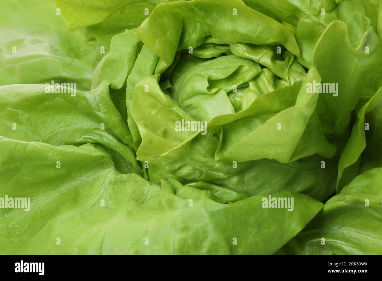 Fresh green butter lettuce as background, closeup Stock Photo - Alamy