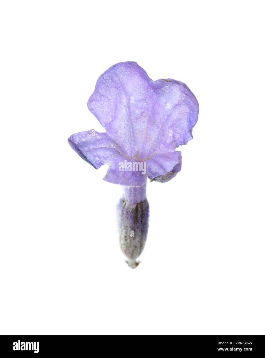 Beautiful aromatic lavender flower isolated on white Stock Photo - Alamy
