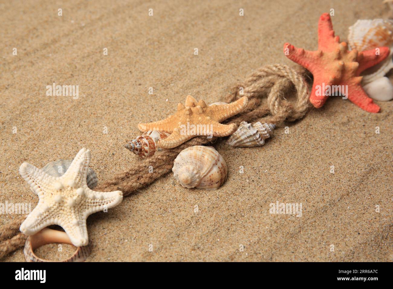 Starfishes different sea shells hi-res stock photography and images - Alamy