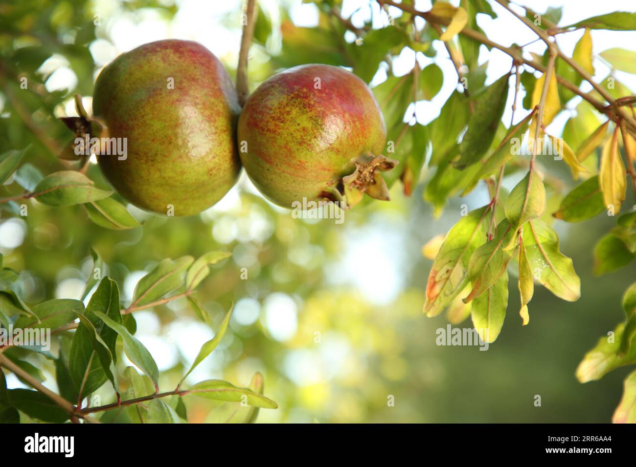 Unripe pomegranates hi-res stock photography and images - Alamy