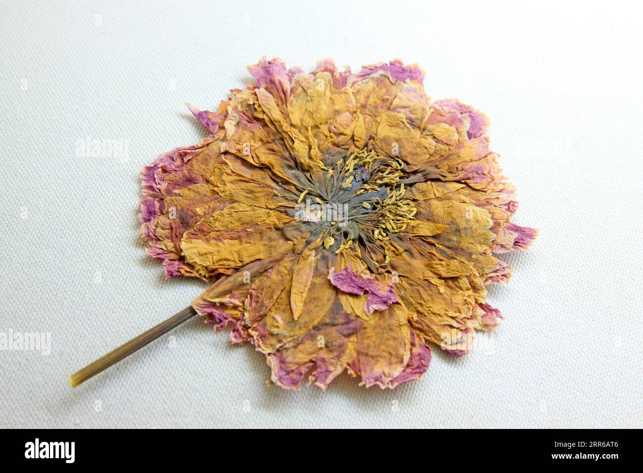 Preserve specimens hi-res stock photography and images - Alamy