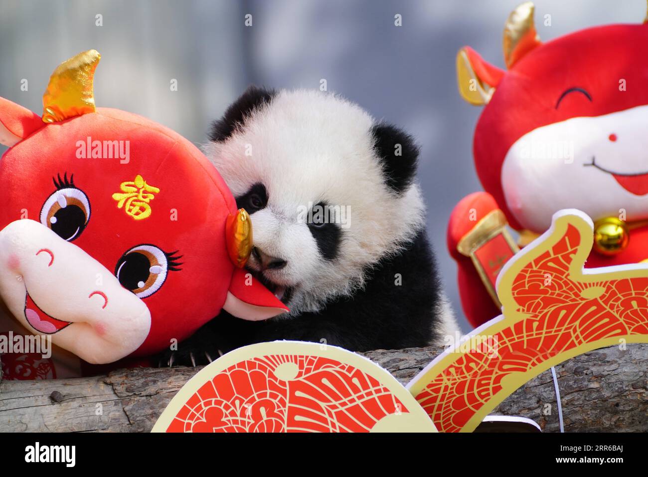 210203 -- WOLONG, Feb. 3, 2021 -- A giant panda cub born in 2020 plays ...