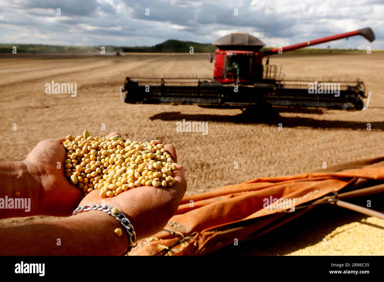 210205 -- BRASILIA, Feb. 5, 2021 -- A farmer displays newly-harvested ...