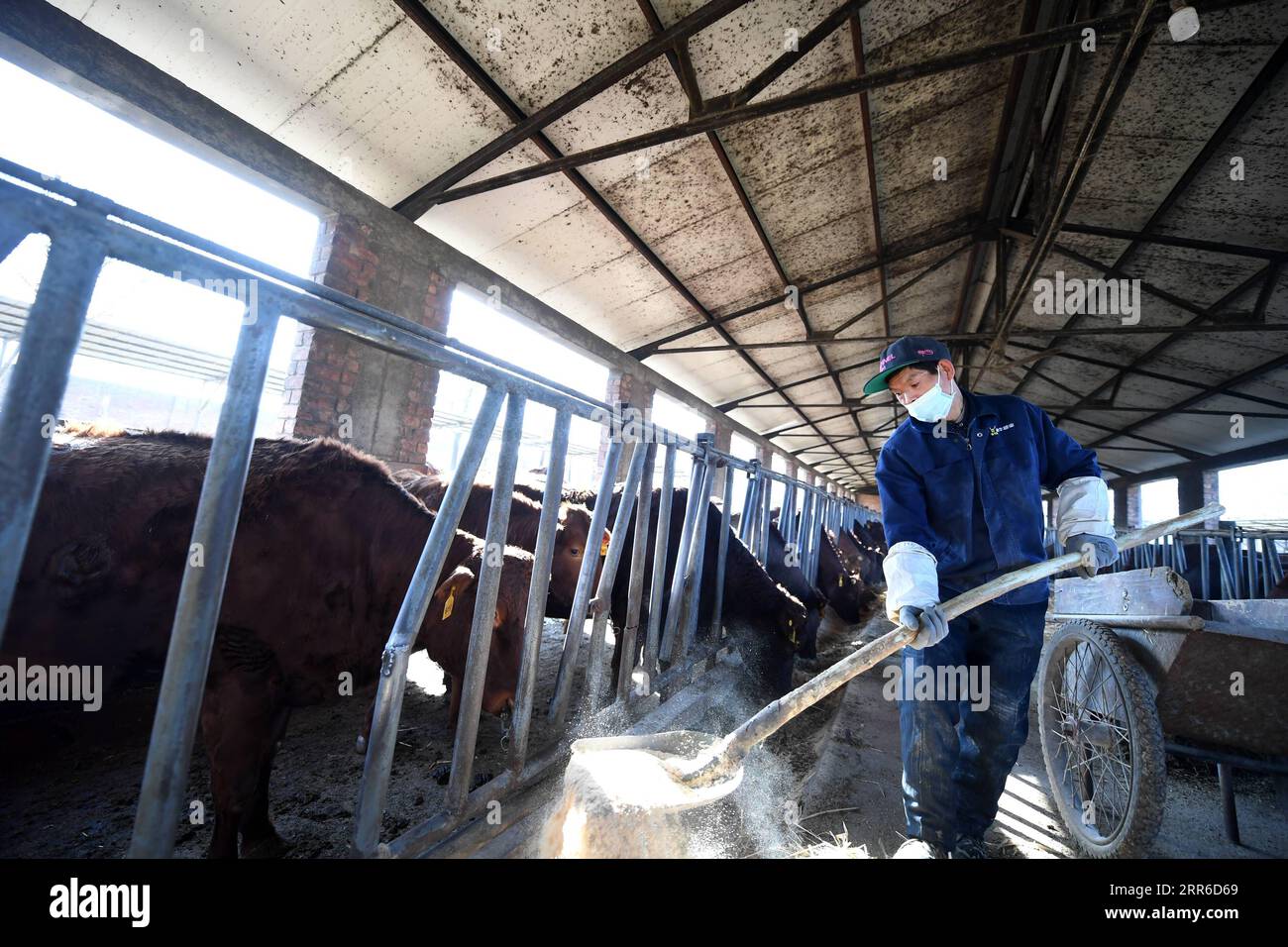 210207 -- XI AN, Feb. 7, 2021 -- A staff member feeds Qinchuan cattle ...