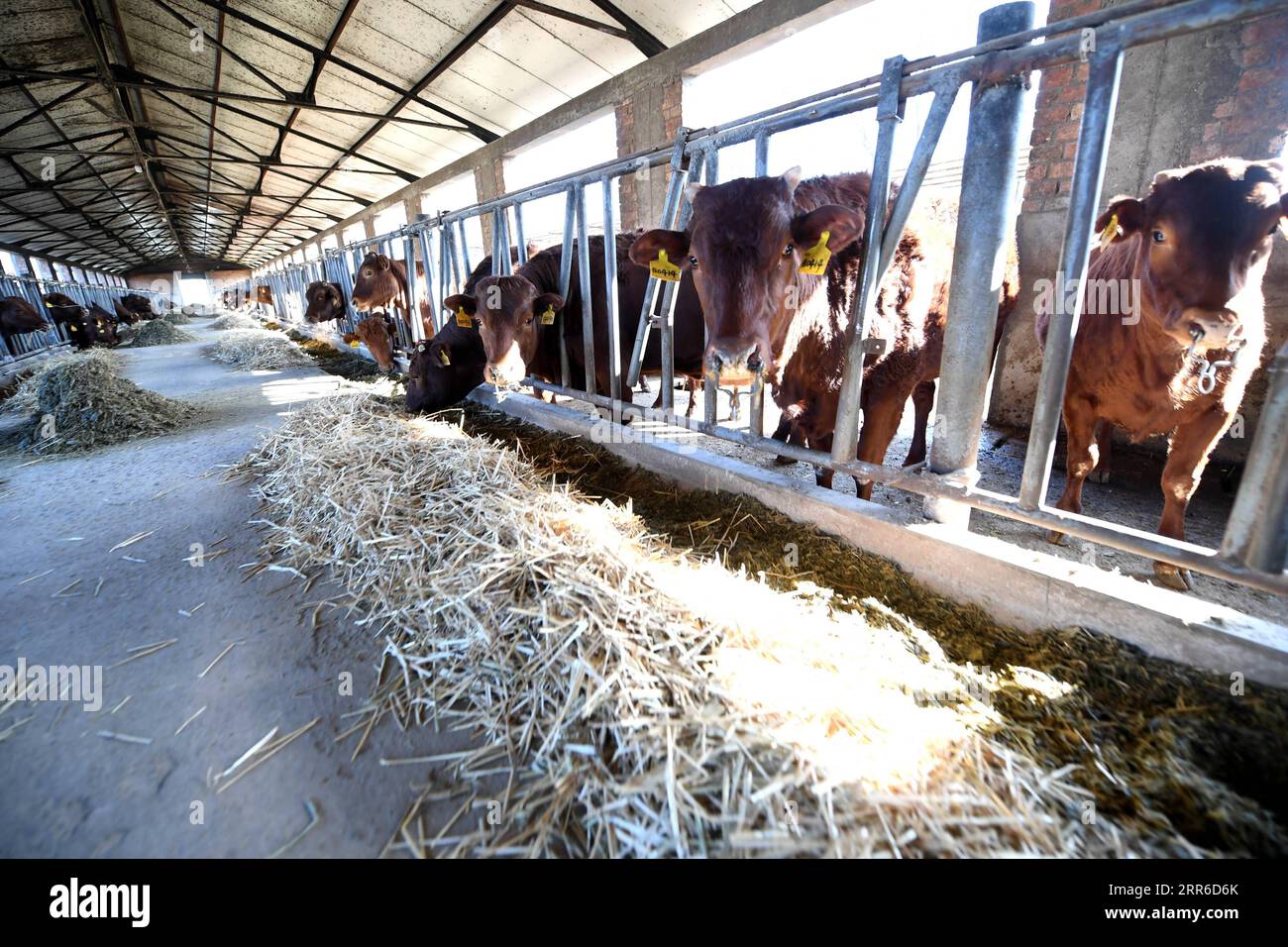 210207 -- XI AN, Feb. 7, 2021 -- Photo taken on Feb. 5, 2021 shows ...