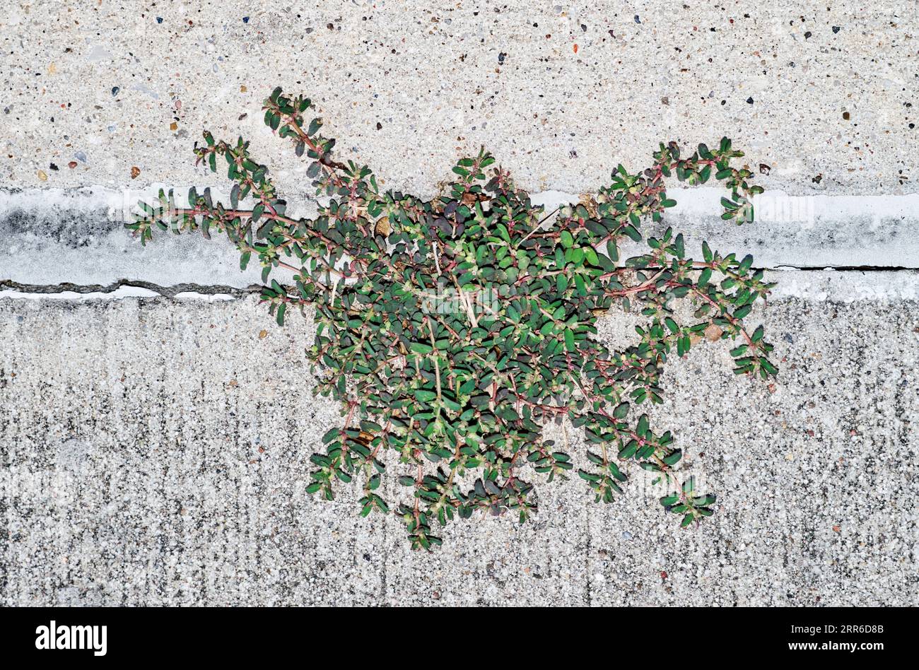 Spotted Spurge (Euphorbia maculata) growing through a crack in the ...