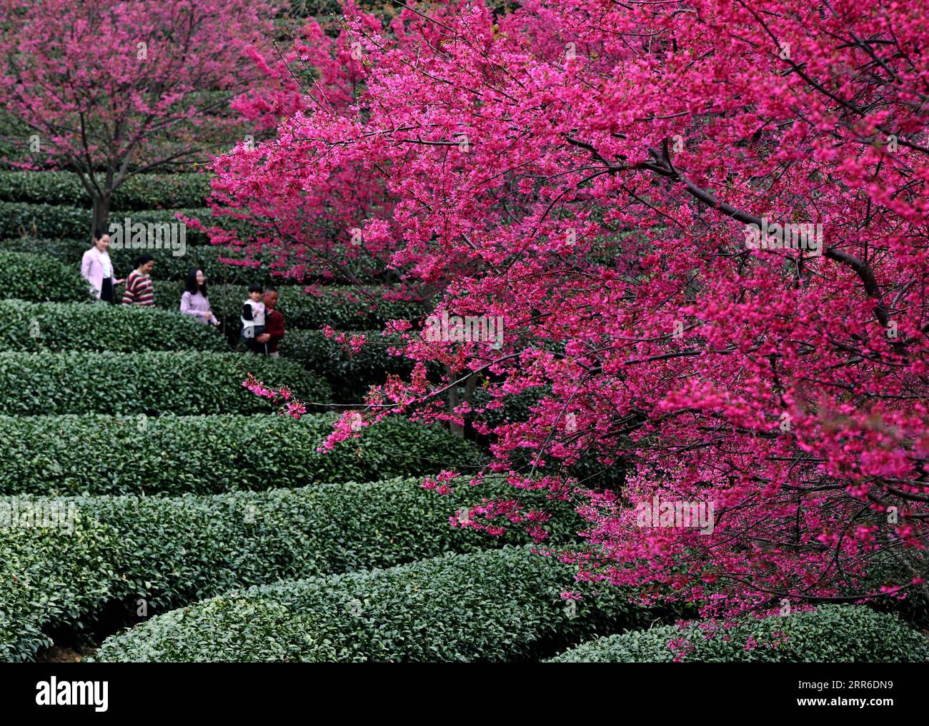 Tea garden fujian hi-res stock photography and images - Alamy