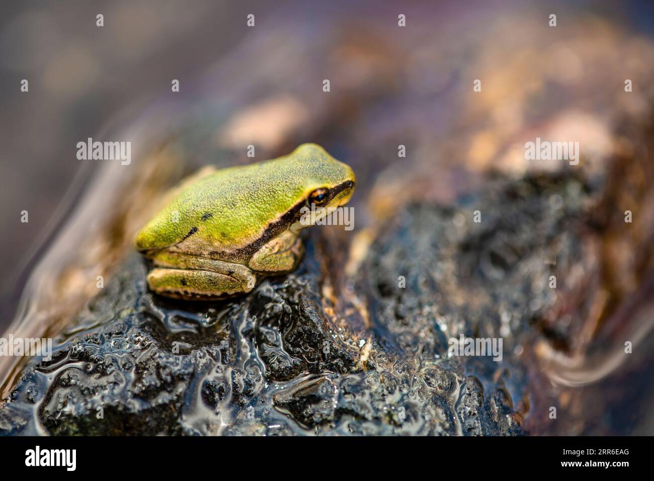Nice frog in the nature, Erbil, Iraq Stock Photo - Alamy
