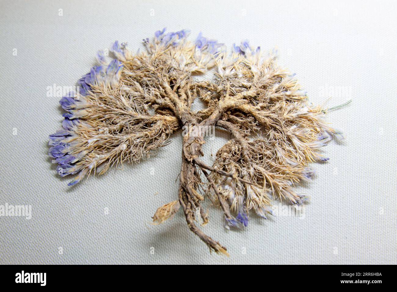 Herbal specimens hi-res stock photography and images - Alamy