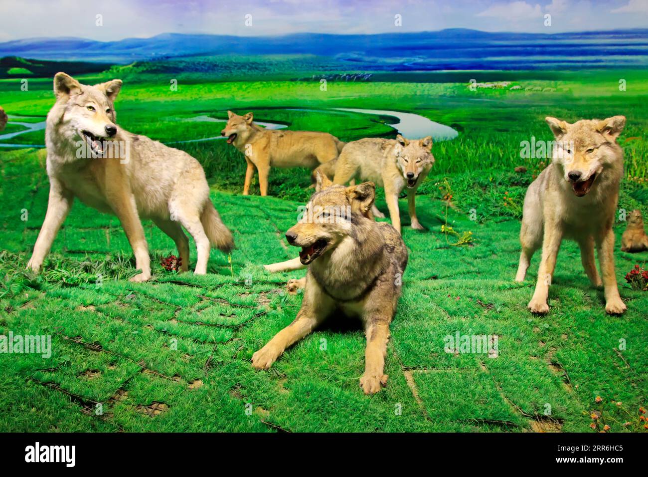 Realistic wolf hi-res stock photography and images - Alamy