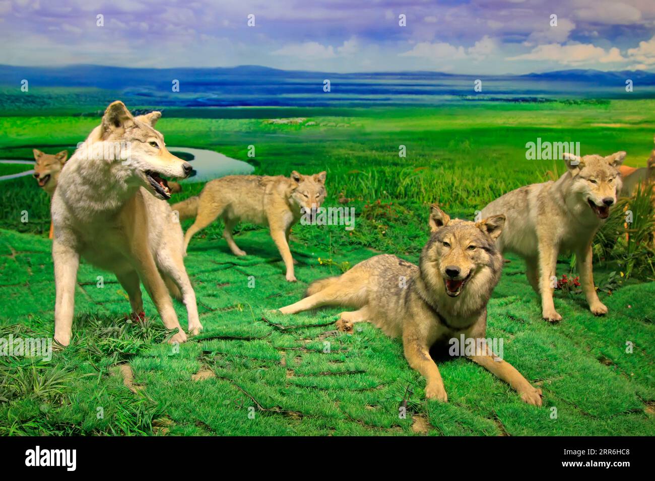 Wolf of grassland hi-res stock photography and images - Alamy