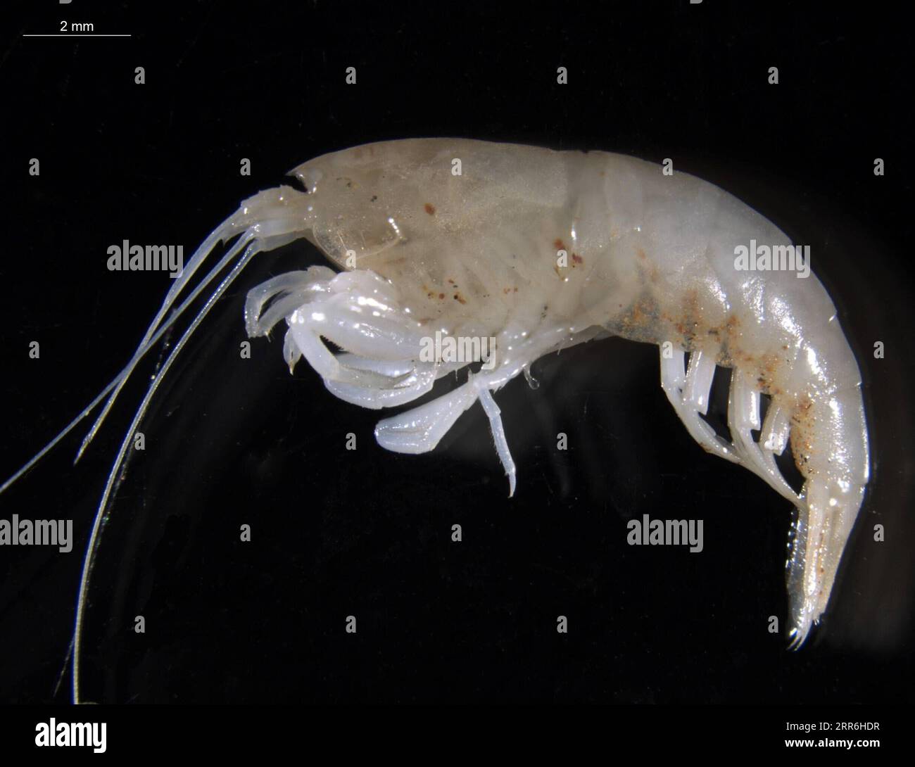 Parisia hi-res stock photography and images - Alamy