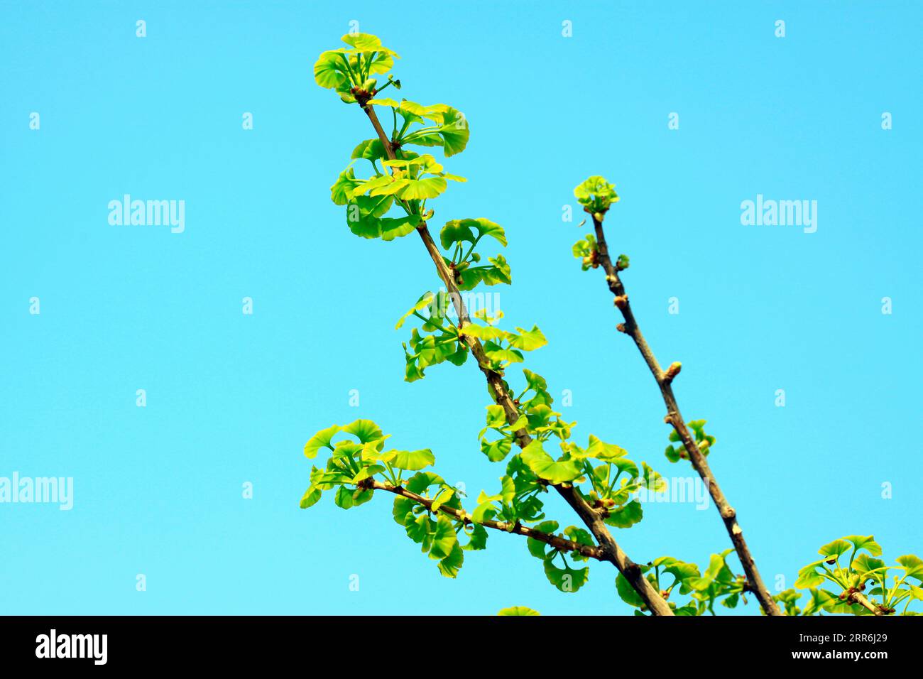 Ginkgo biloba bud, closeup of photo Stock Photo - Alamy