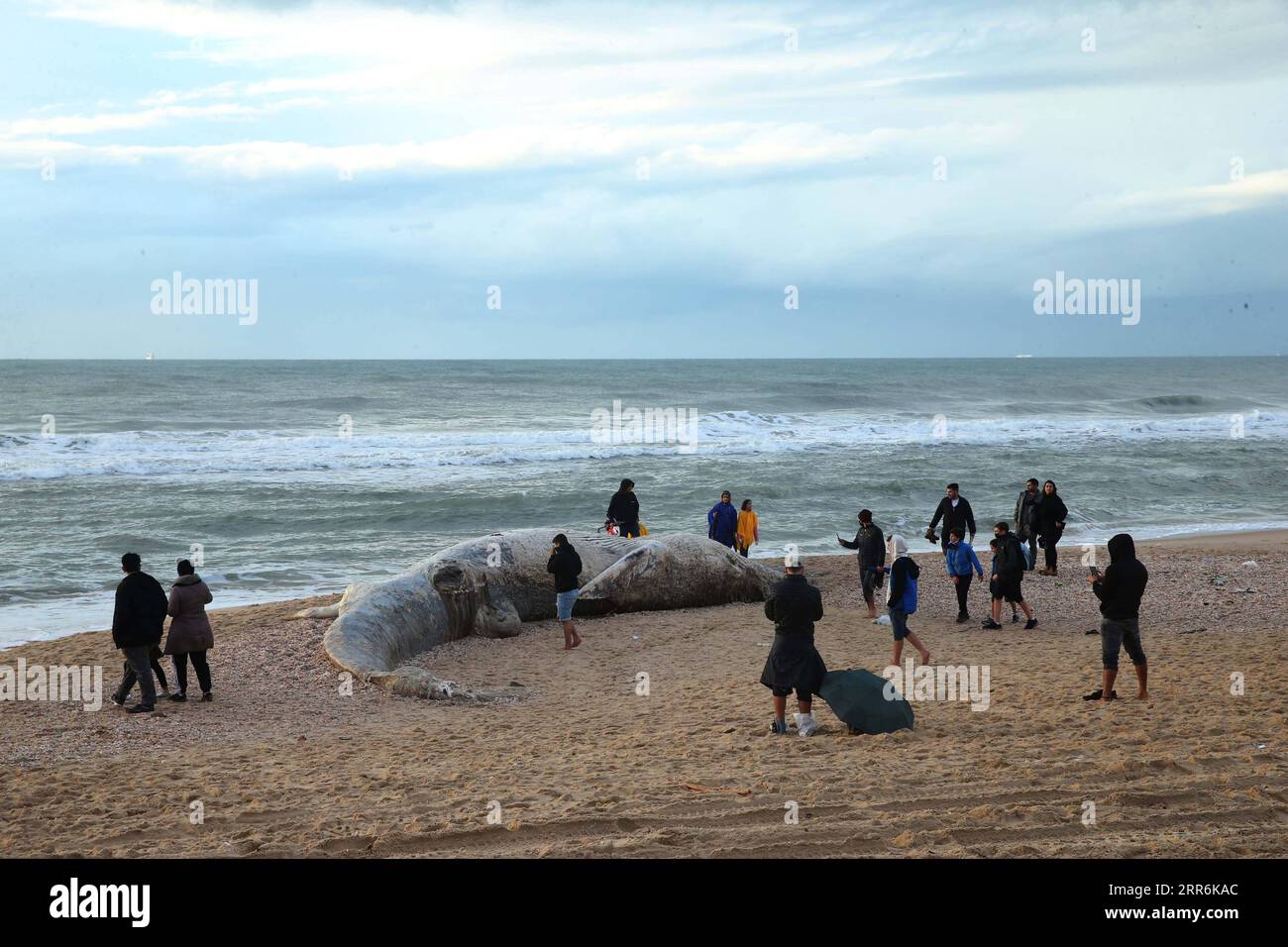Israel nitzanim whale hi-res stock photography and images - Alamy
