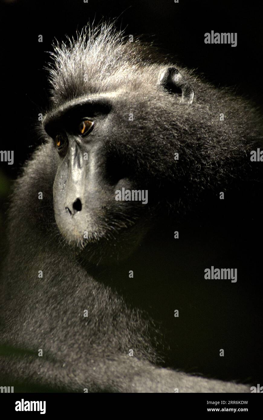 Portrait of a black-crested macaque (Macaca nigra) in Tangkoko Nature ...