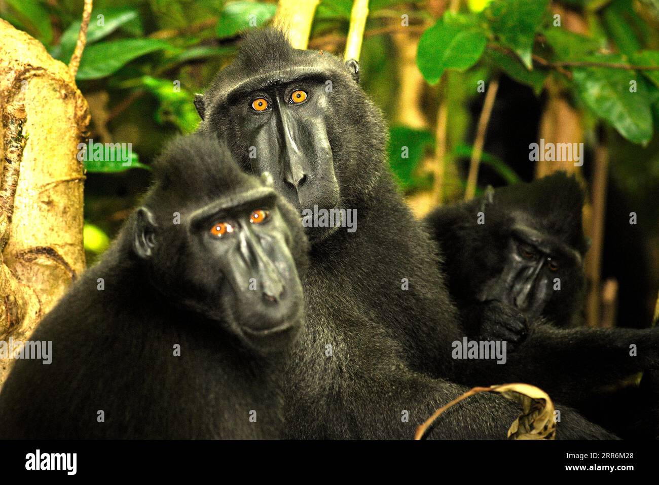 A group of crested macaques (Macaca nigra) is photographed as they are ...