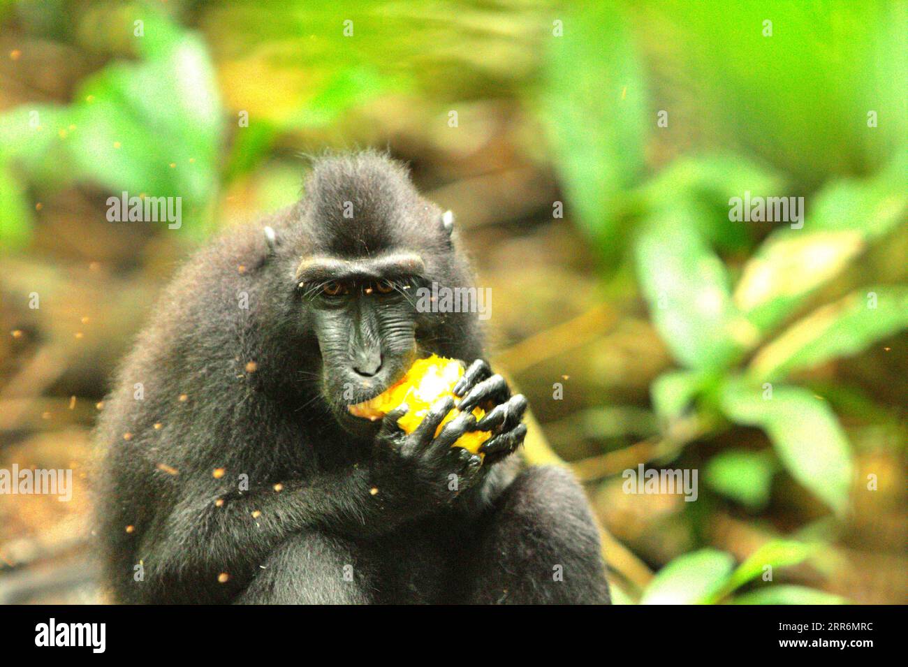 Primate conservation strategy hi-res stock photography and images - Alamy