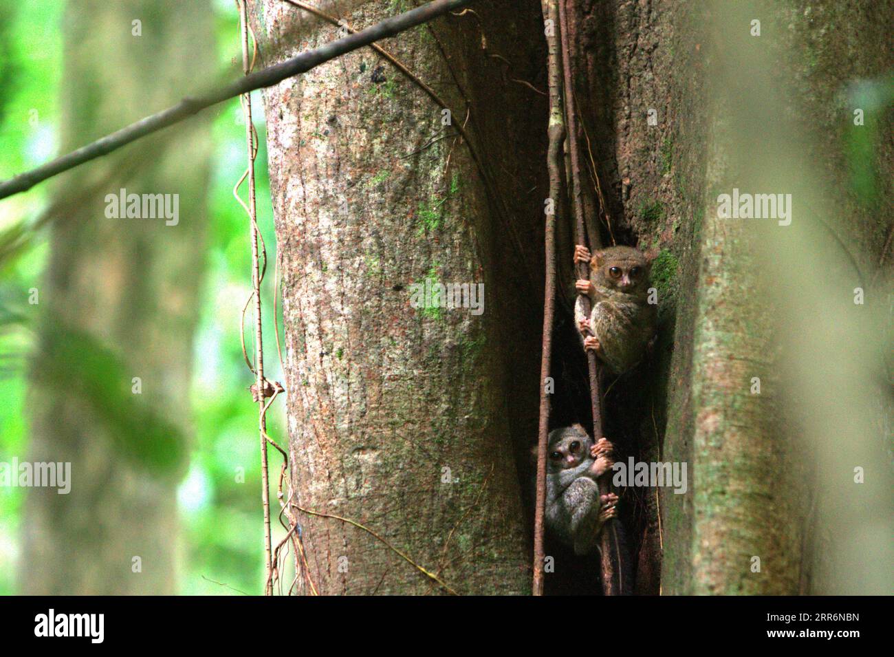 Two individuals of Gursky's spectral tarsiers (Tarsius spectrumgurskyae ...