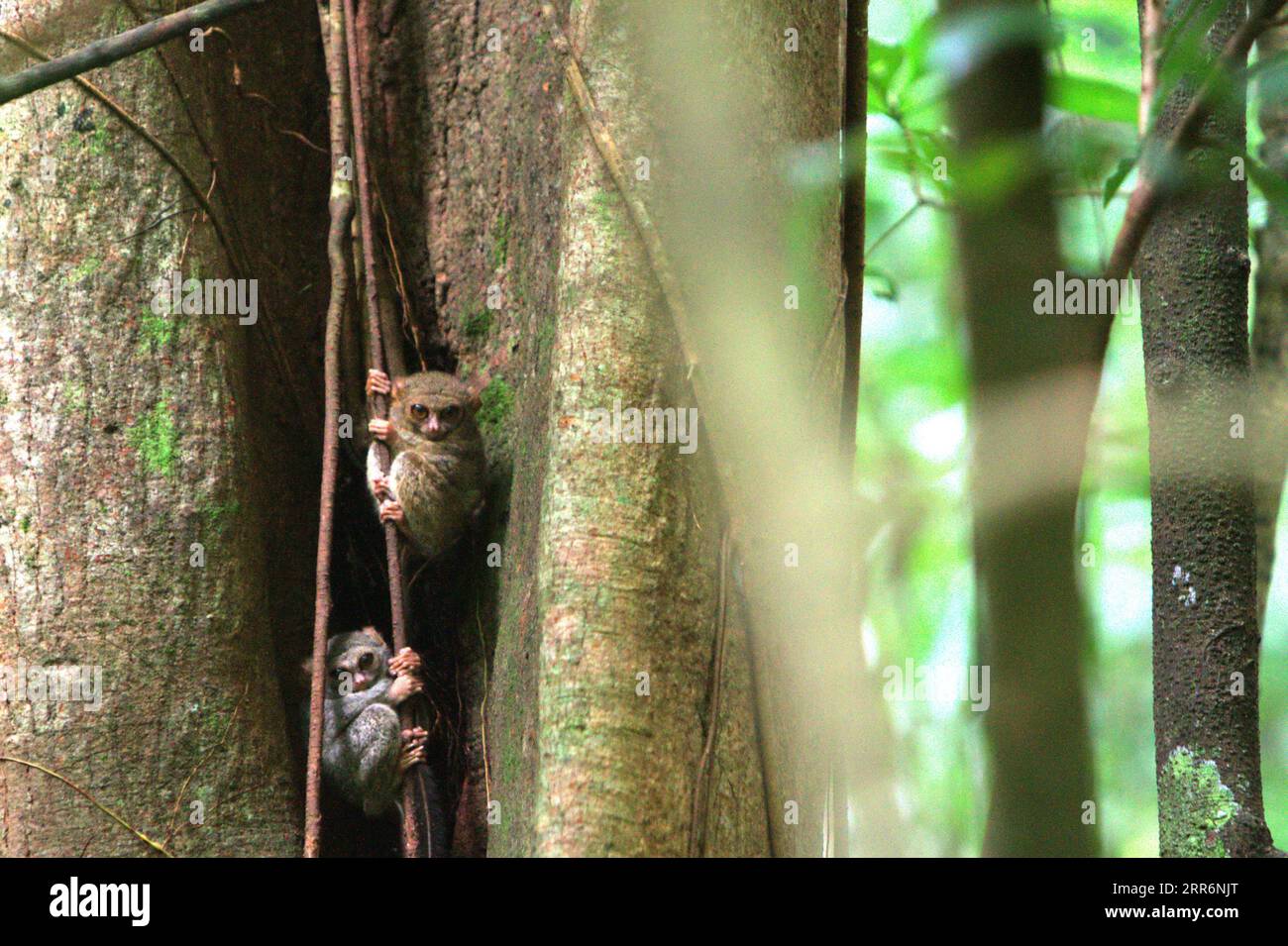 Two individuals of Gursky's spectral tarsiers (Tarsius spectrumgurskyae ...