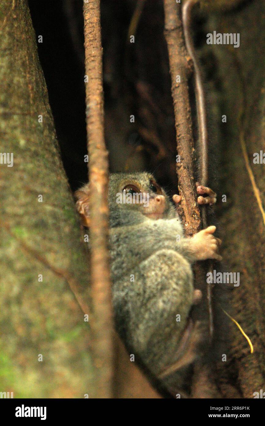 A Gursky's spectral tarsier (Tarsius spectrumgurskyae), sometimes known ...