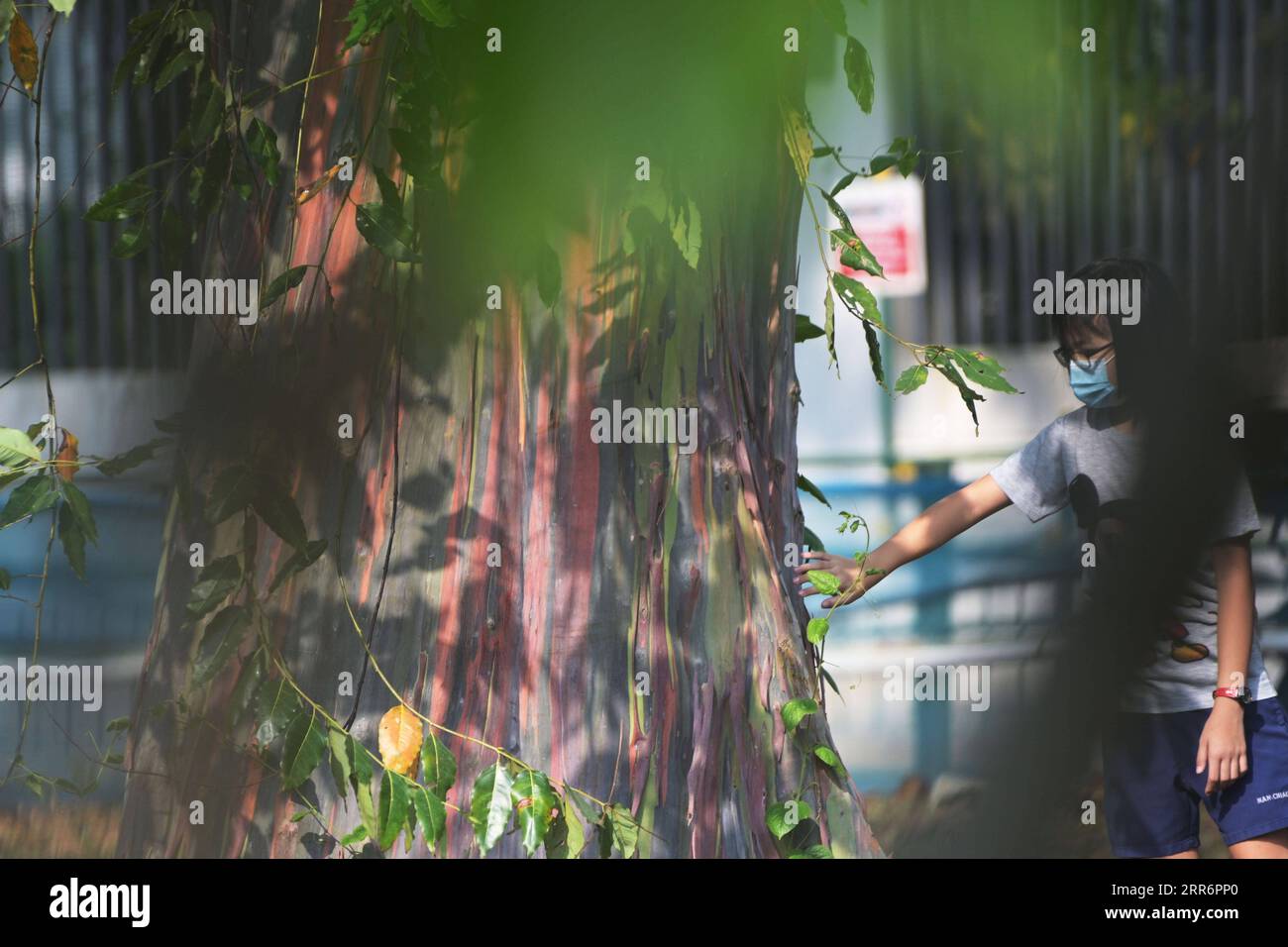210225 -- SINGAPORE, Feb. 25, 2021 -- A Mindanao Gum tree displays ...