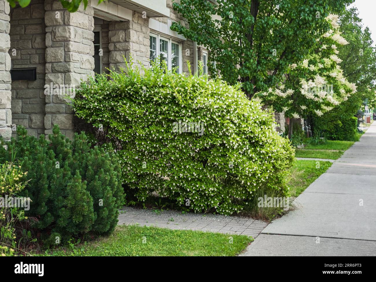 Residential area with a lot of green trees. Summer road alley. Quiet ...