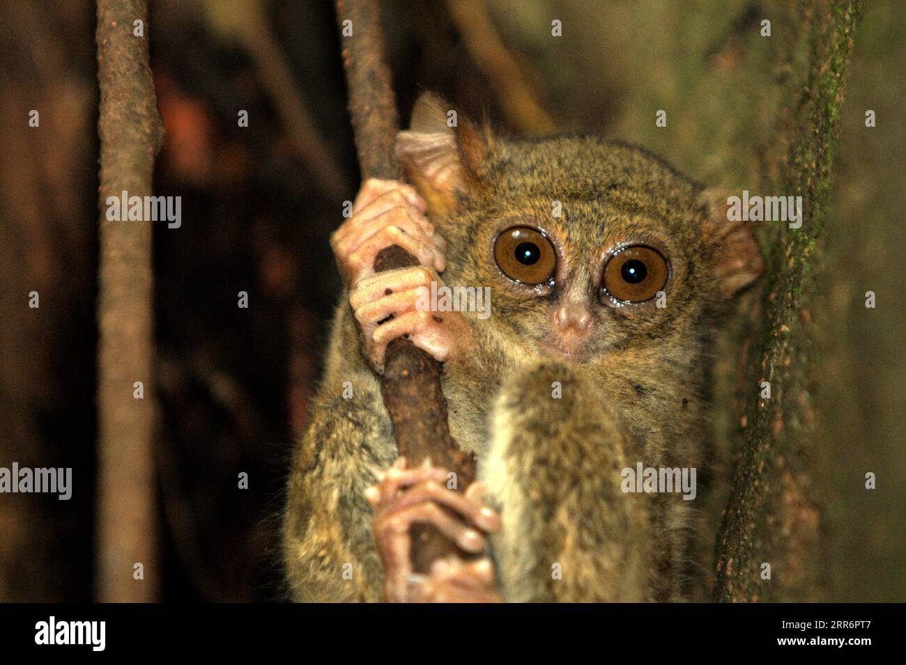 A Gursky's spectral tarsier (Tarsius spectrumgurskyae), sometimes known ...