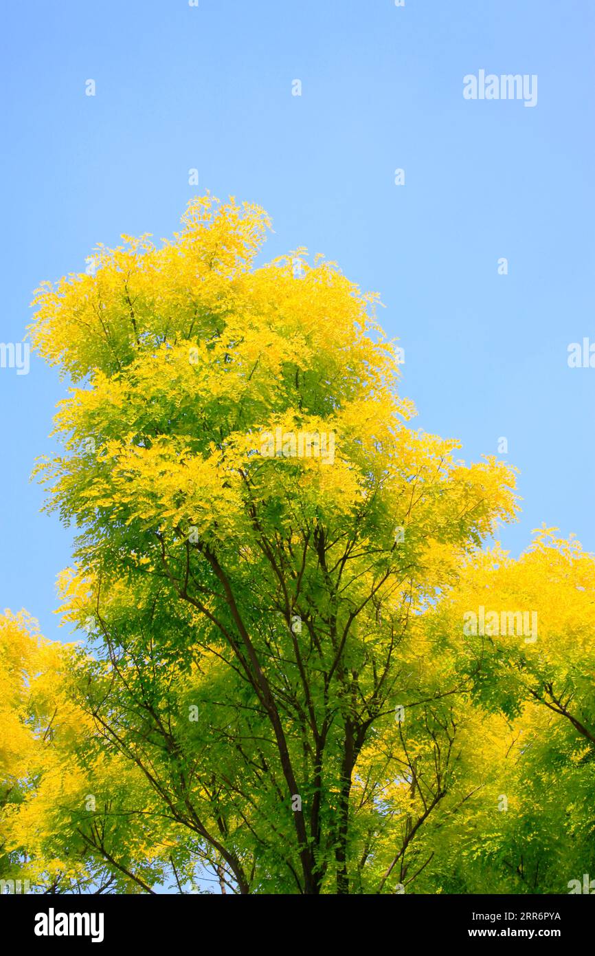 Gold acacia hi-res stock photography and images - Alamy