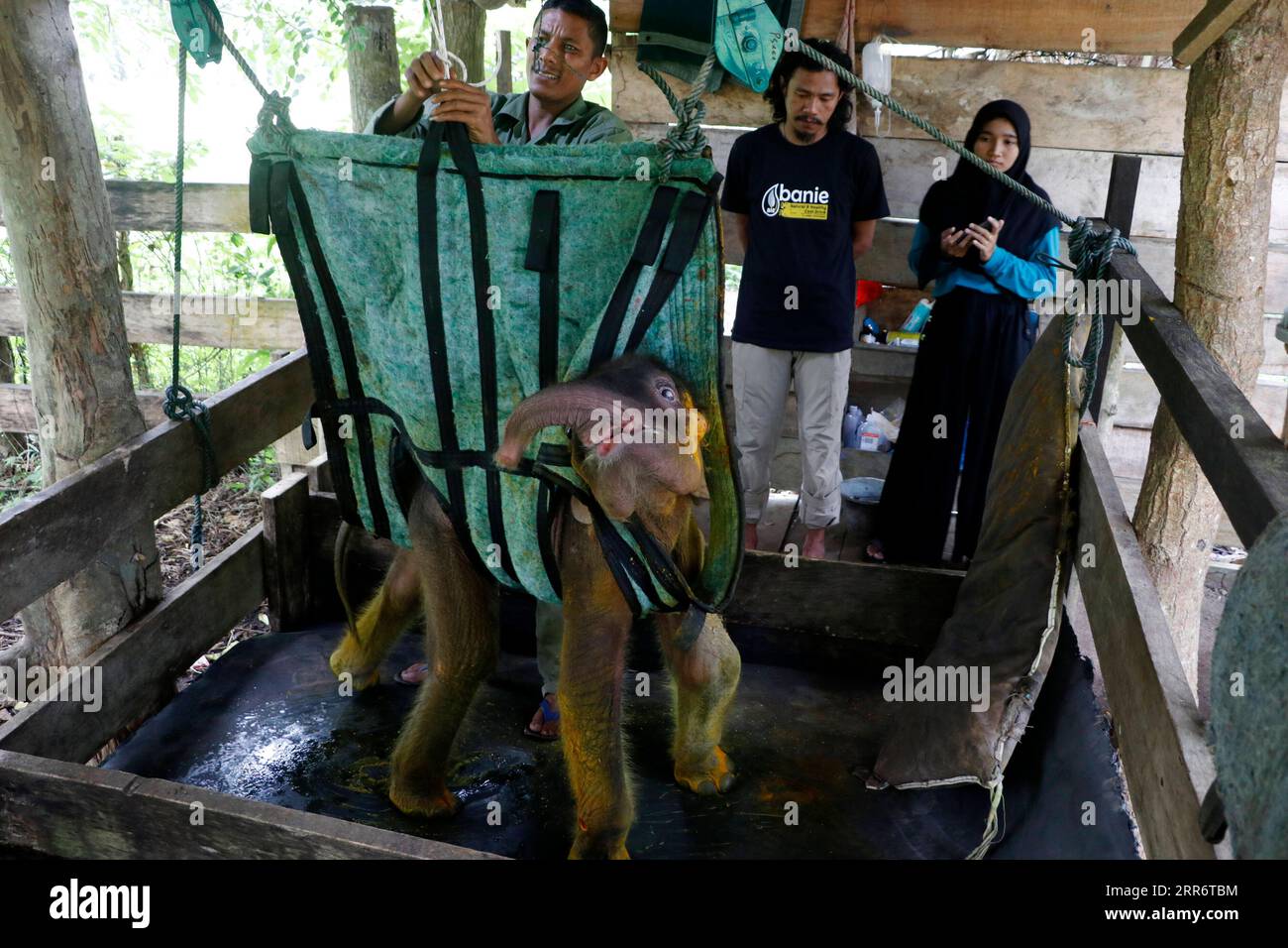 Trapped baby elephant hi-res stock photography and images - Alamy