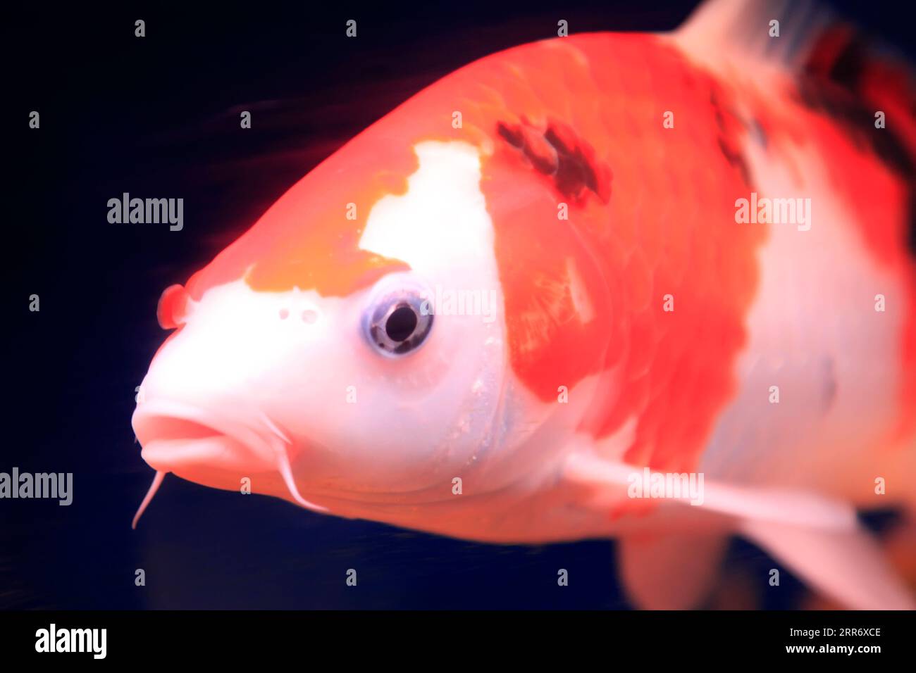 Koi fish in an aquarium Stock Photo - Alamy