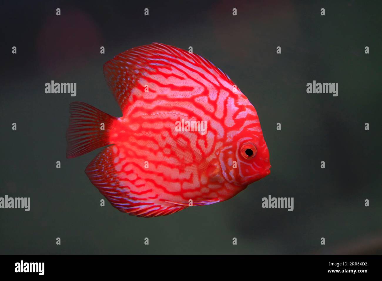 Aquatic animals box hi-res stock photography and images - Alamy