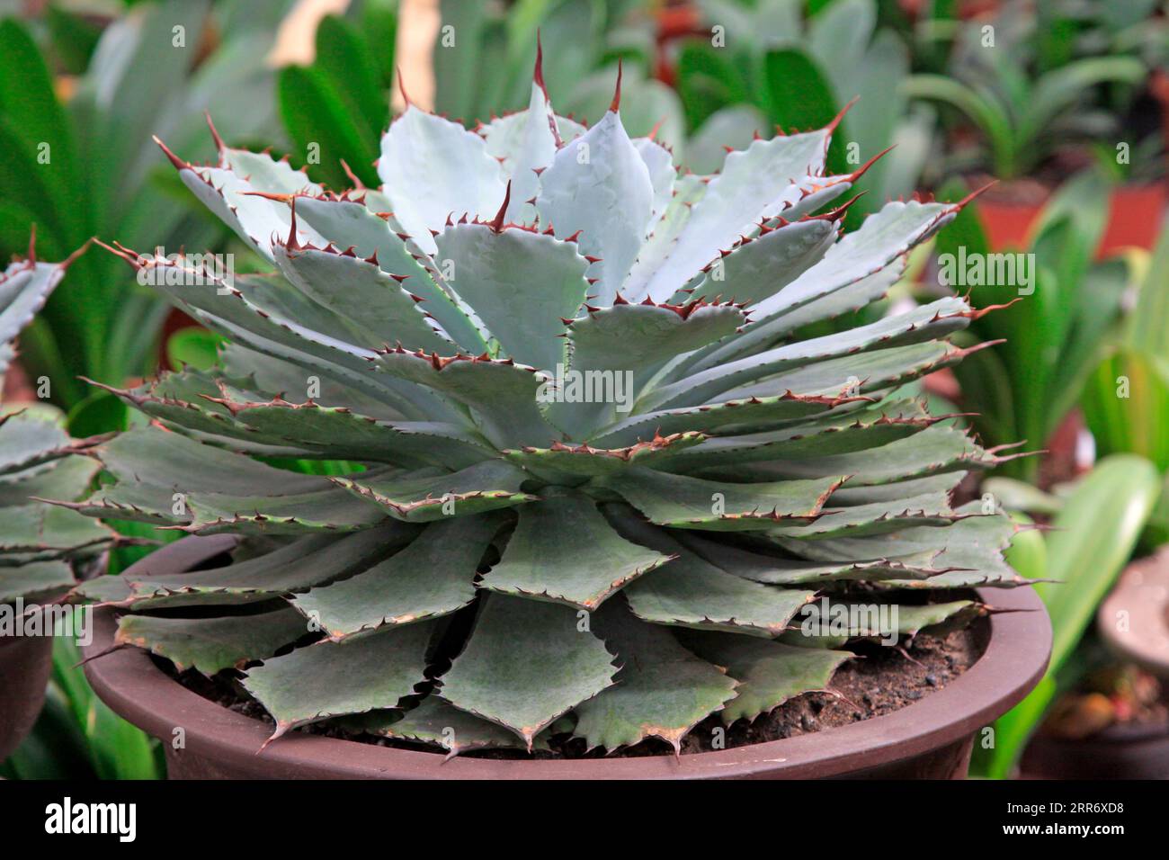 Maguey flowers hi-res stock photography and images - Alamy