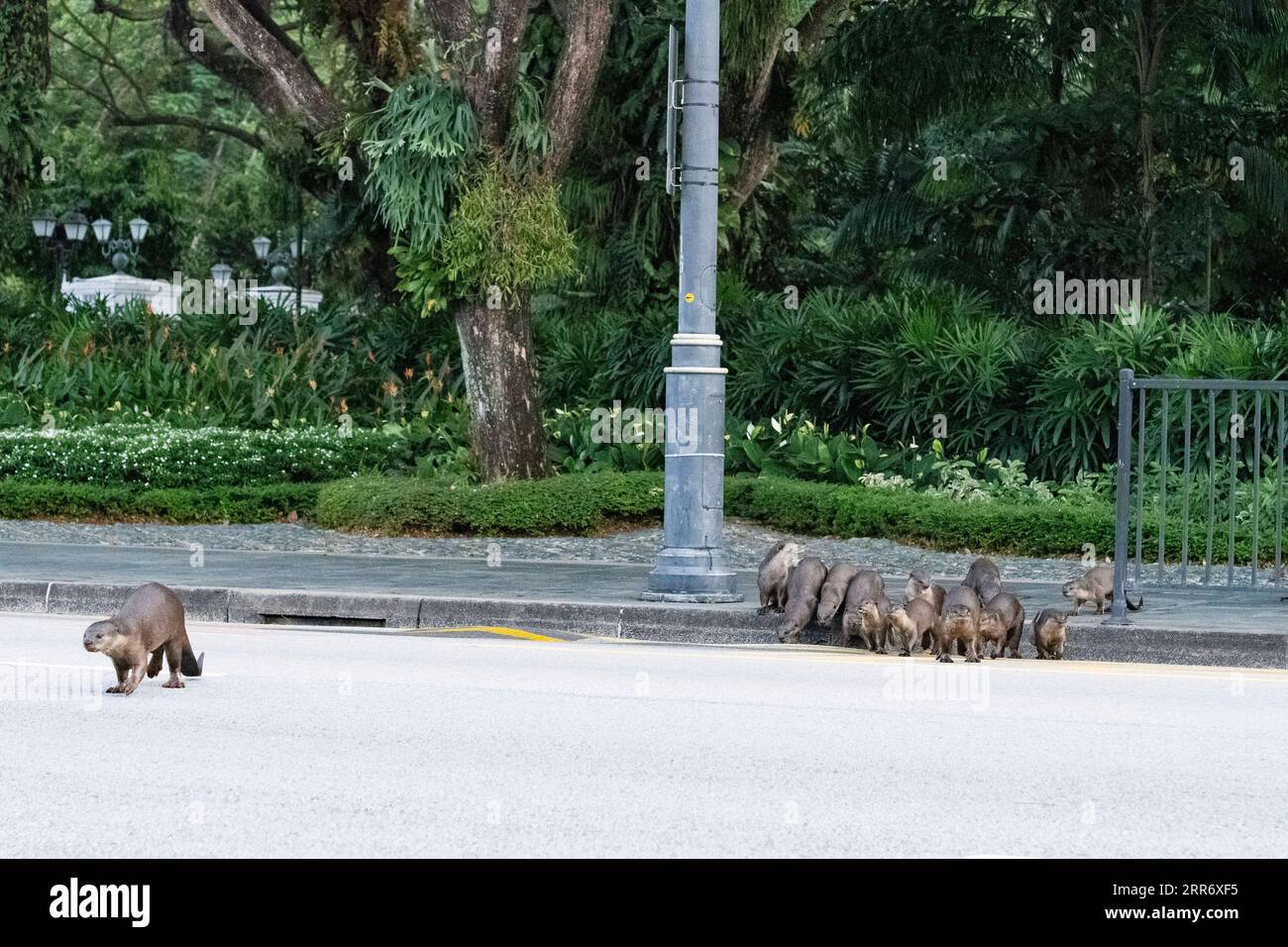 210303 -- SINGAPORE, March 3, 2021 -- A pack of wild smooth-coated ...