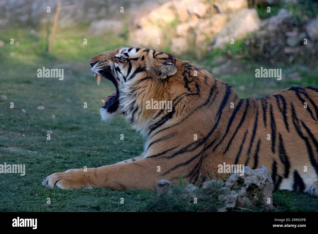 210303 -- RAWALPINDI, March 3, 2021 -- A Bengal tiger roars at a zoo in ...