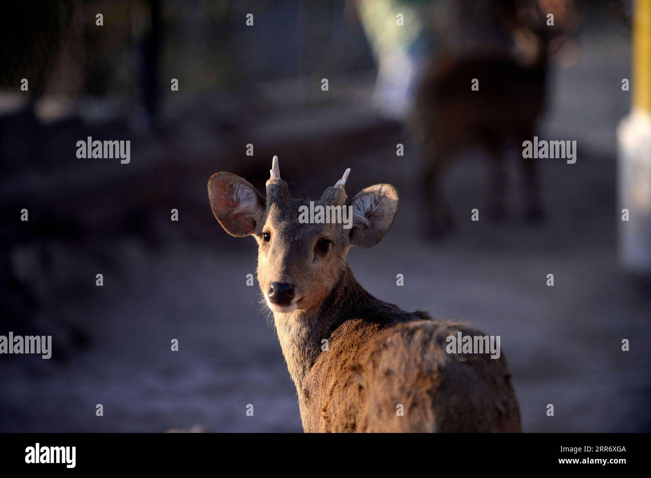 210303 -- RAWALPINDI, March 3, 2021 -- A hog deer is seen at a zoo in ...