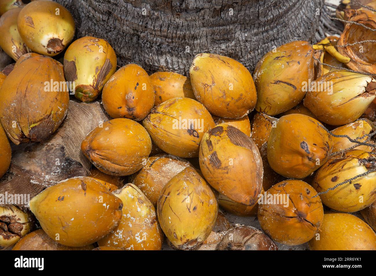 Group beach coconuts hi-res stock photography and images - Alamy